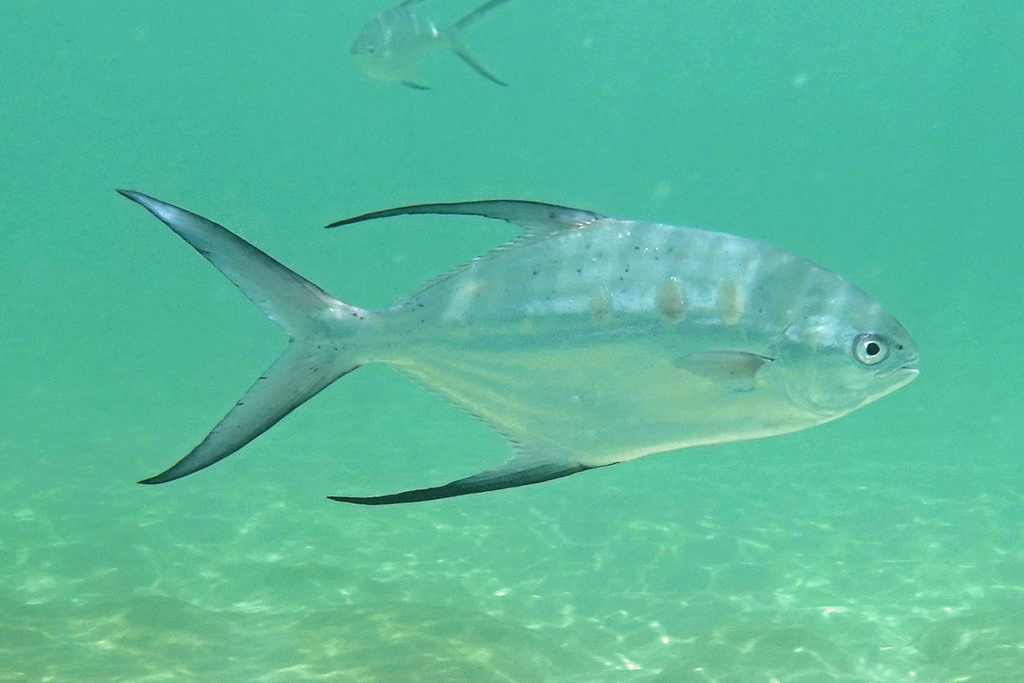 Common Dart (Trachinotus botla) - Marine Life Identification