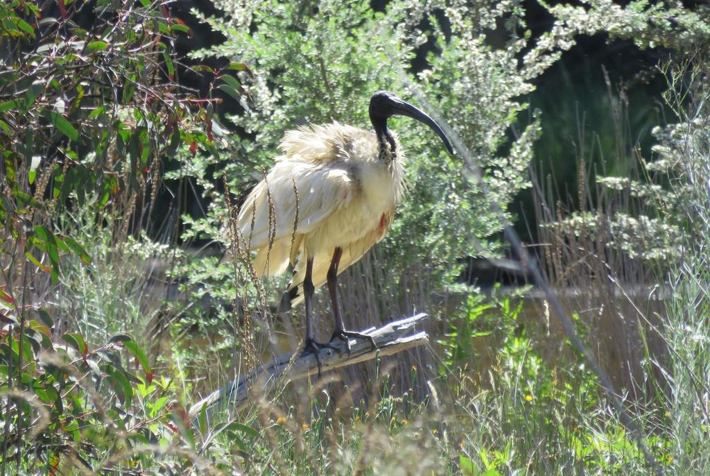 Australian White Ibis from Tidbinbilla Nature Reserve, ACT, Australia ...