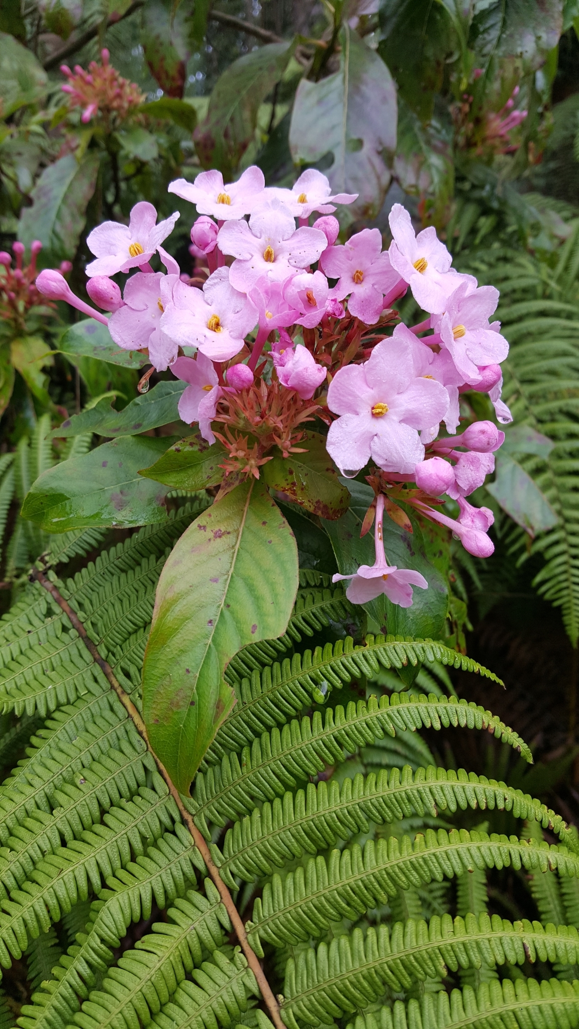 Luculia gratissima (Wall.) Sweet