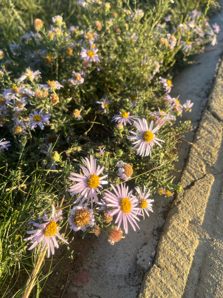 Aster hispidus in September 2025 by B.Byambajav · iNaturalist