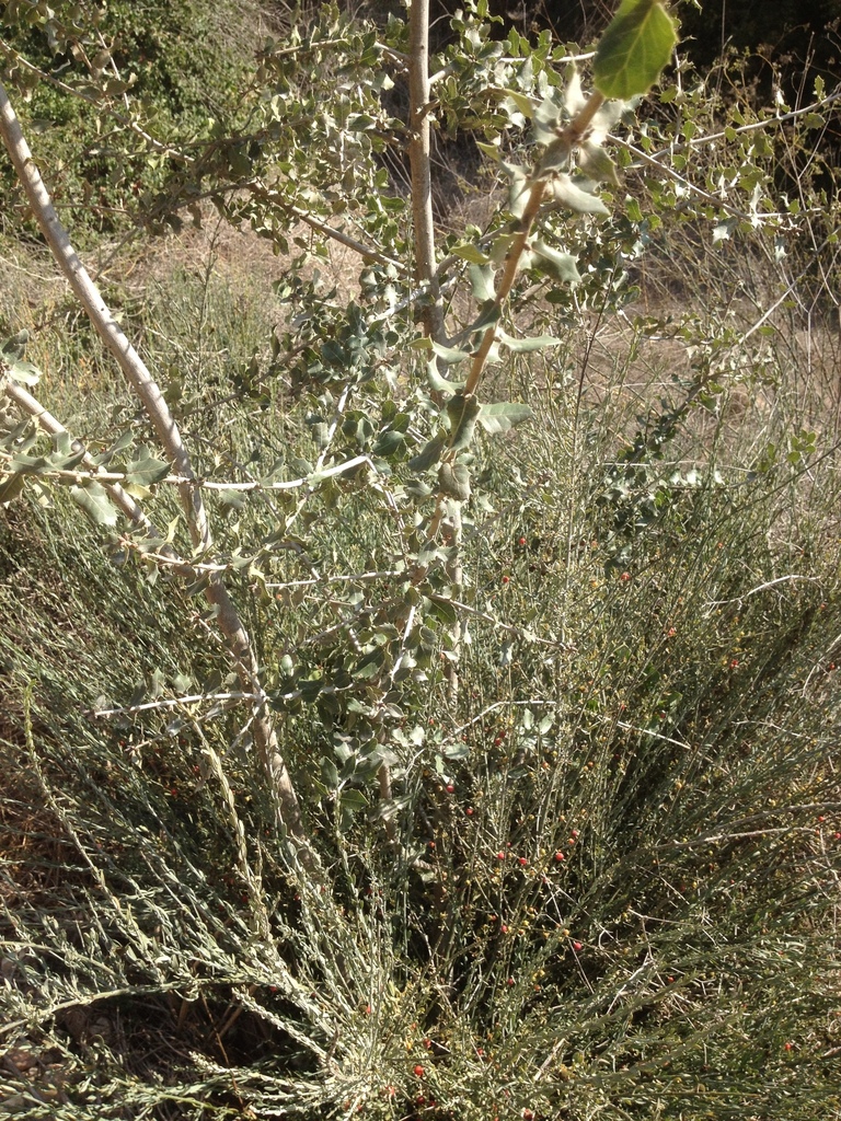 Kermes oak from Beit Zayit, Israel on November 5, 2019 at 12:23 PM by ...