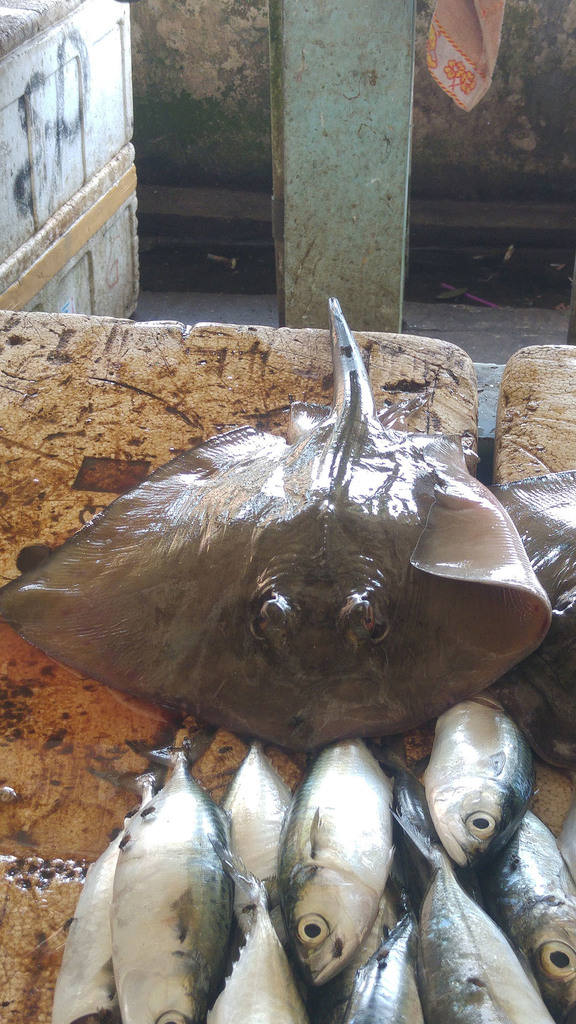 Plain Maskray (Batoids of the World) · iNaturalist