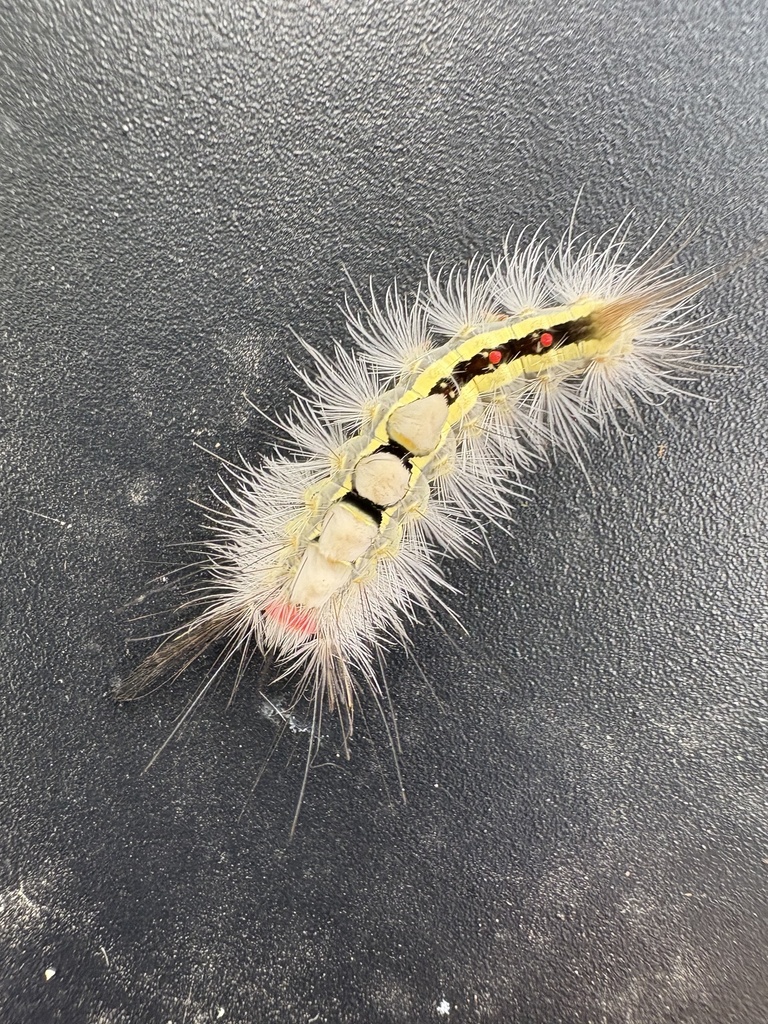 White-marked Tussock Moth from N Duke St, Hummelstown, PA, US on ...