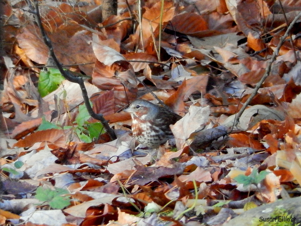 Fox Sparrow (Birds of Alabama) · iNaturalist
