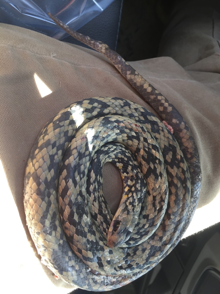 Buttermilk Racer from Kepler Rd, Bienville, LA, US on April 25, 2018 at ...