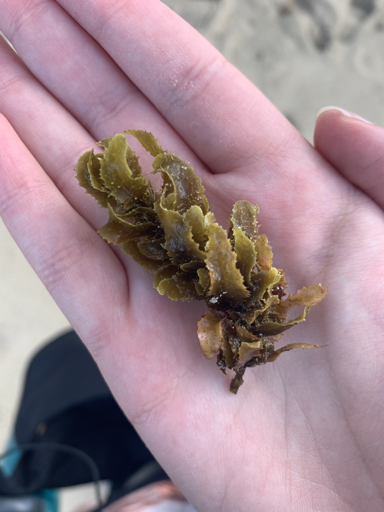 Sargassum from St Croix, Frederiksted, VI, US on November 14, 2019 at ...