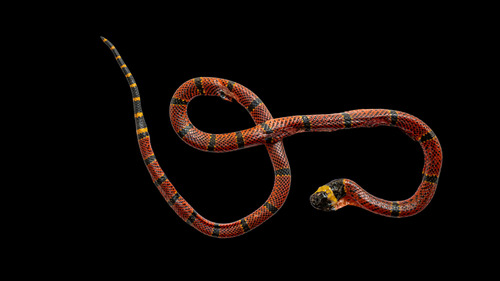 Variable Coralsnake (Micrurus diastema) - Snakes and Lizards