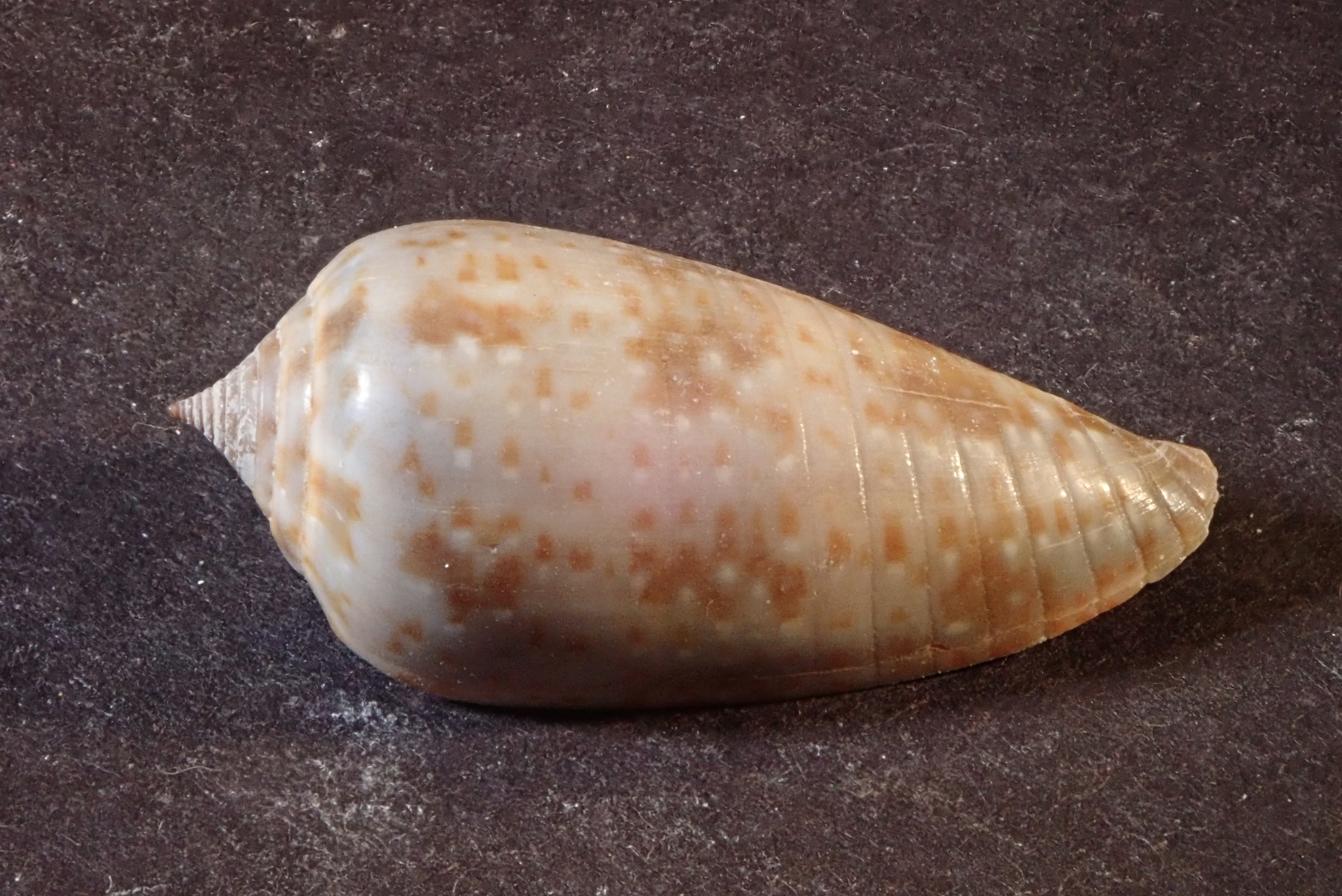 Conus cinereus Hwass, 1792