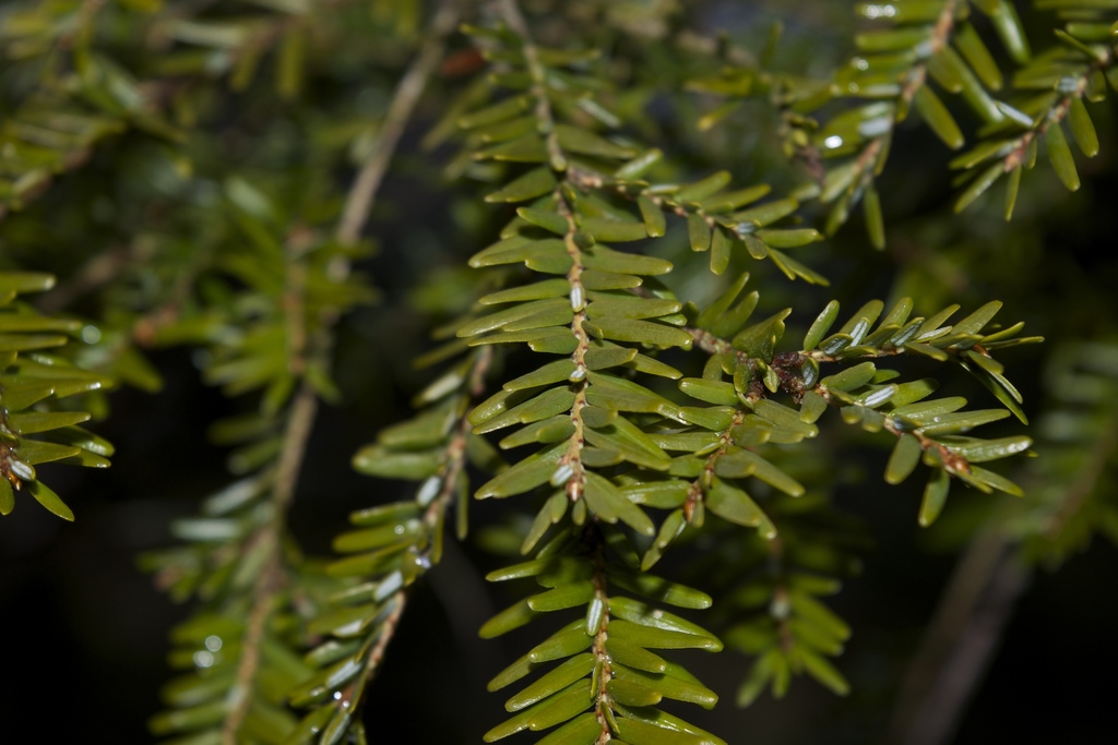 eastern hemlock (Trees and Shrubs of South Mountain Reservation ...
