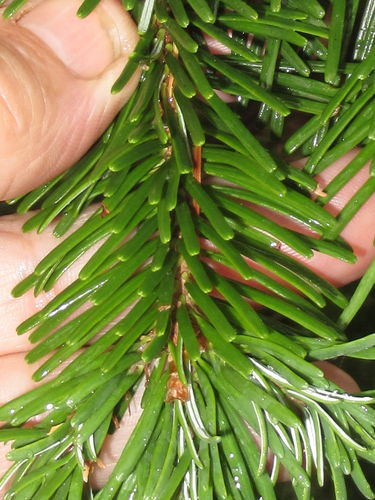 Pacific silver fir (Handbook for the Native Trees of Oregon) · iNaturalist