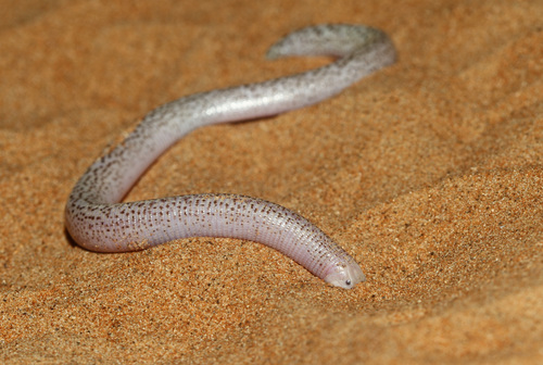Shorthead Worm Lizards (Trogonophidae) - Snakes and Lizards
