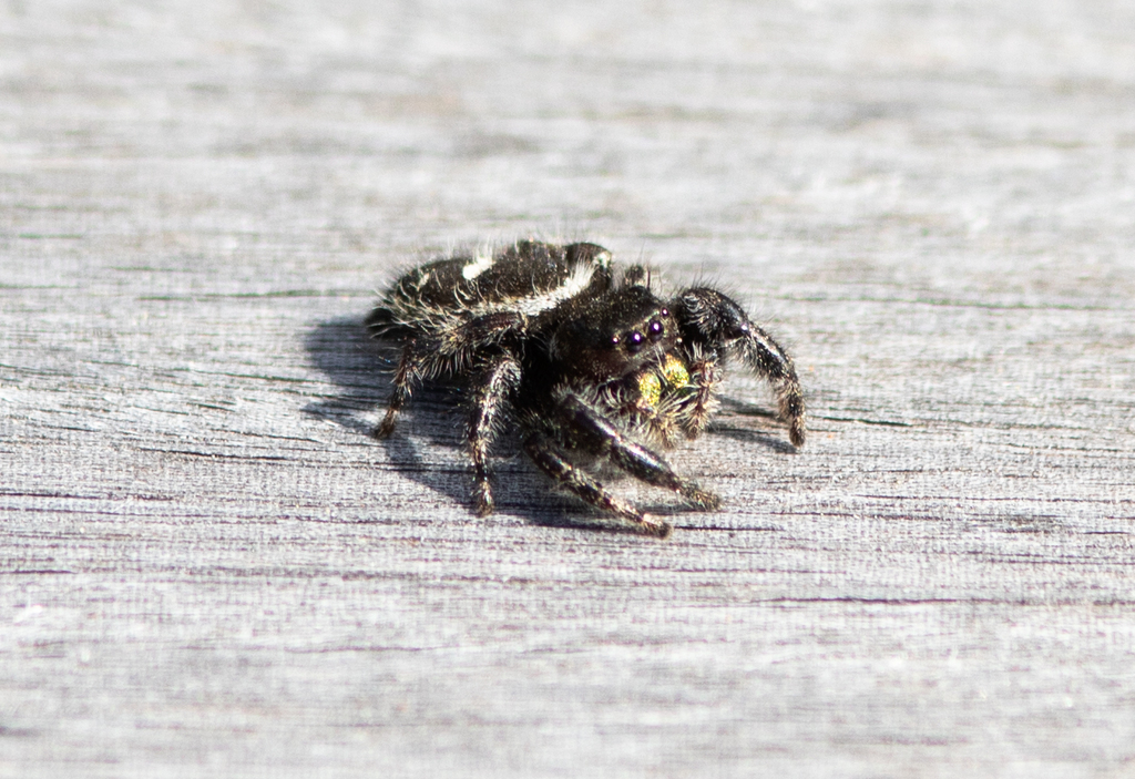 Bold Jumping Spider from Longueuil, QC, Canada on September 17, 2019 by ...