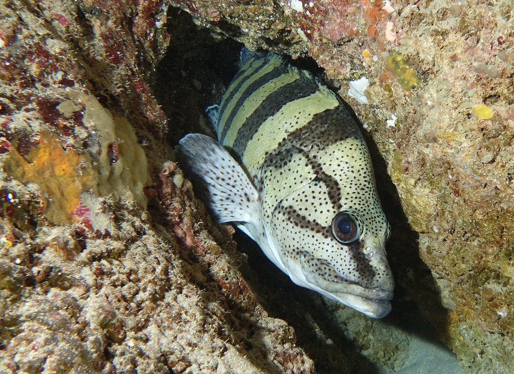 Yellowbanded Wirrah (Acanthistius cinctus) - Marine Life Identification