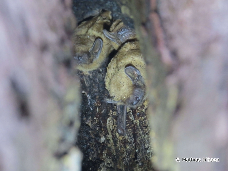 Common Noctule (Nyctalus noctula) - Know Your Mammals