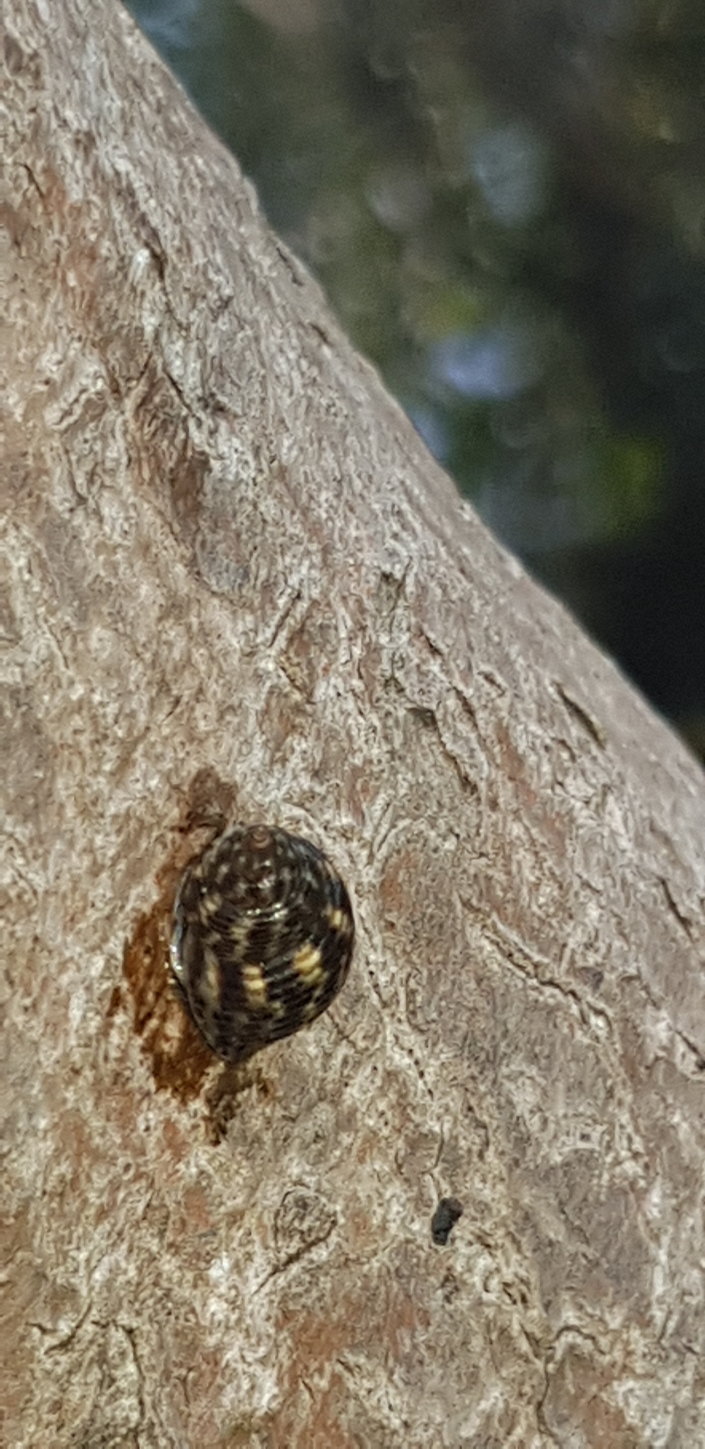 Littoraria scabra (Linnaeus, 1758)