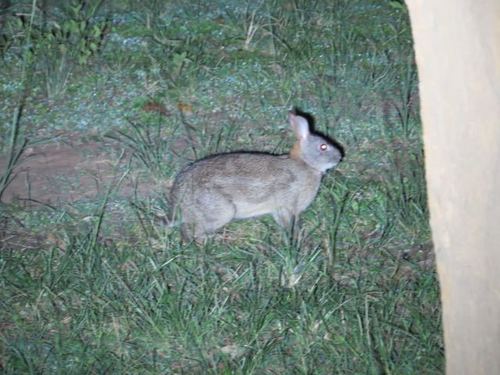 Bunyoro Rabbits (Genus Poelagus) · iNaturalist