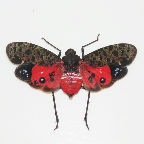 Penthicodes celebica · iNaturalist