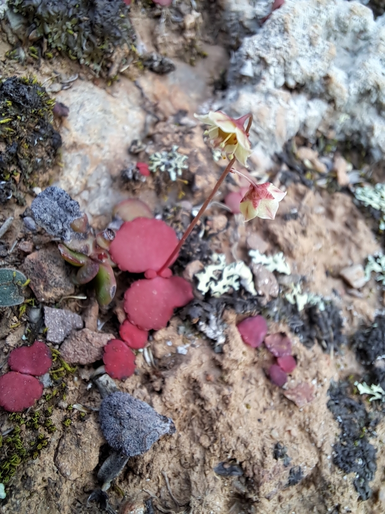 Fairybell Stonecrop from Langeberg Local Municipality, South Africa on ...