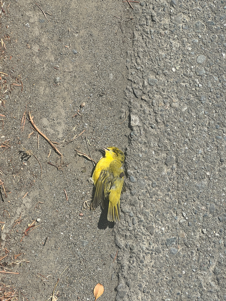 Northern Yellow Warbler from Chilcotin Cres, Comox, BC, CA on July 29 ...