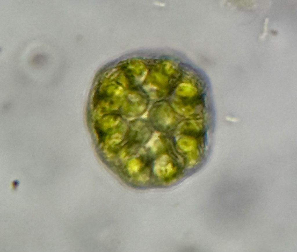 Coelastrum from Lake Erie, NY, US on September 6, 2025 at 12:01 AM by ...