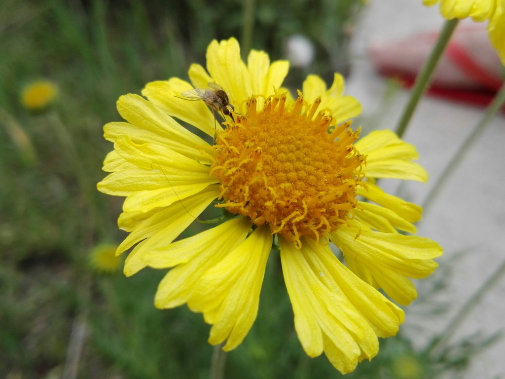 Geron in November 2019 by José Luis Barberán · iNaturalist