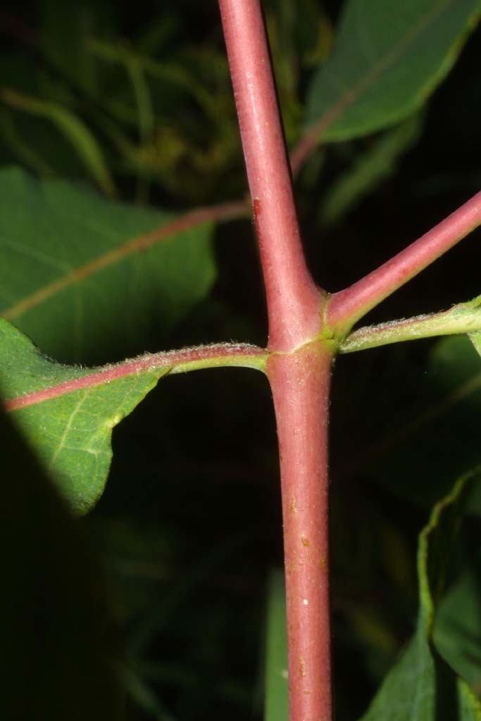 hemp dogbane (Clay Hill Memorial Forest Plants- Feather Creek ...