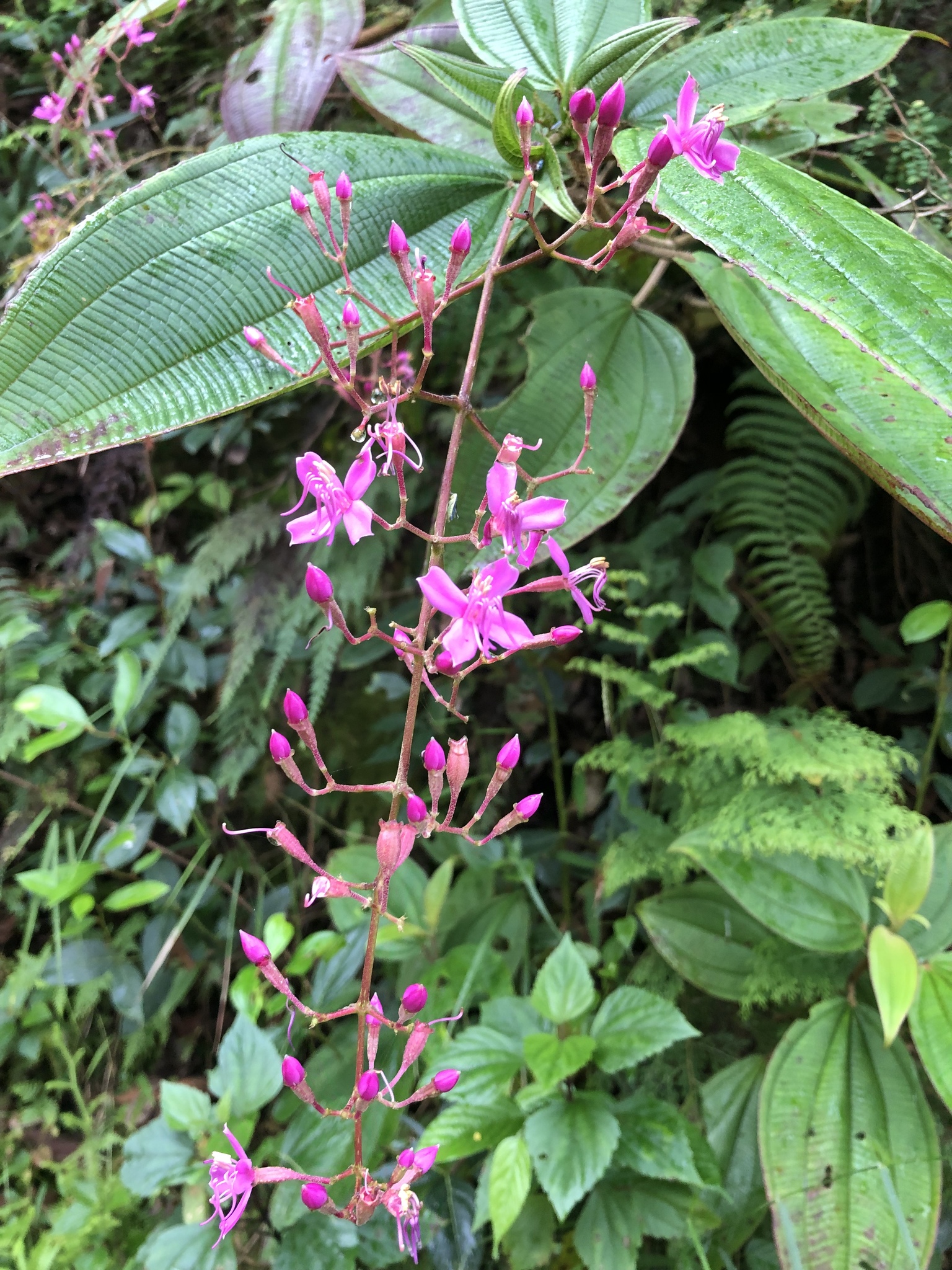 Oxyspora paniculata (D.Don) DC.