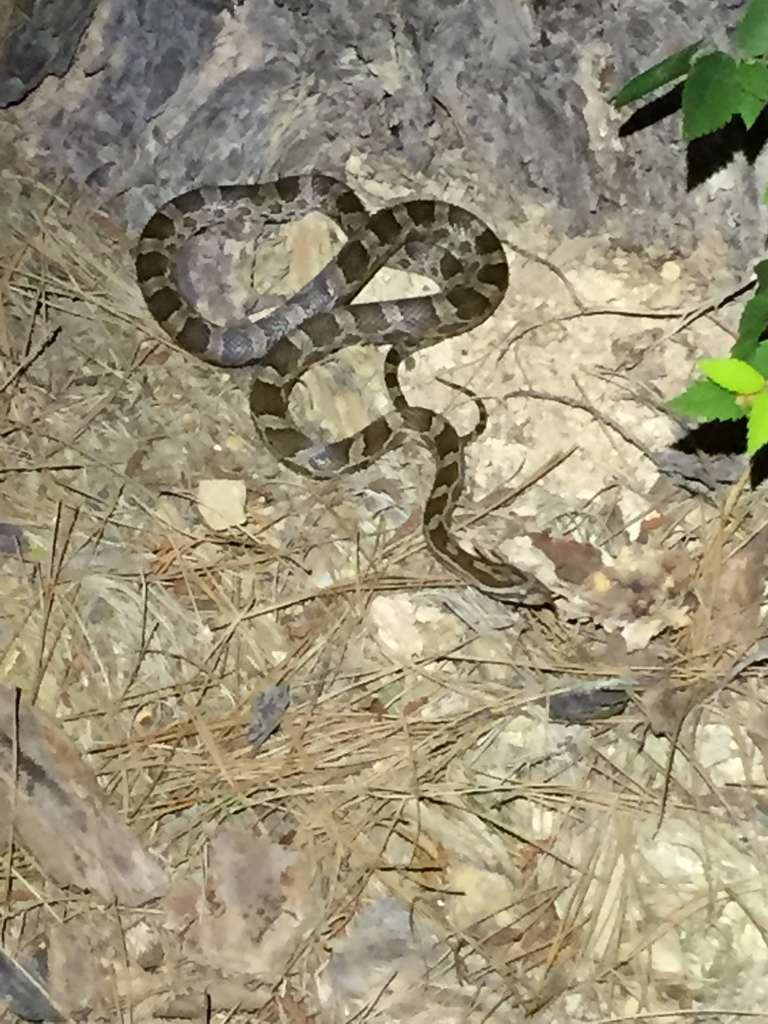 Great Plains Ratsnake from Ouachita National Forest, Waldron, AR, US on ...