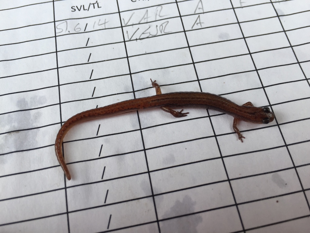 Western Dwarf Salamander from Kisatchie National Forest, Goldonna, LA ...