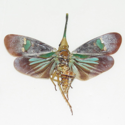 Pyrops hashimotoi · iNaturalist