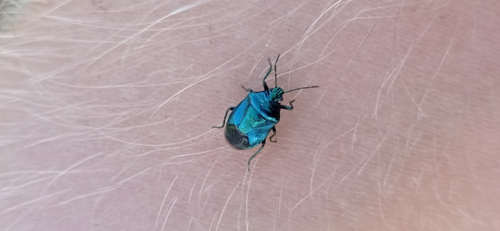 Blue Shield Bug from 72510 Pontvallain, France on September 4, 2025 at ...