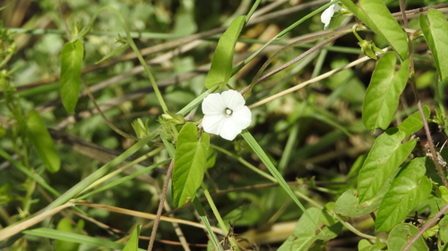 Ipomoea racemigera · iNaturalist