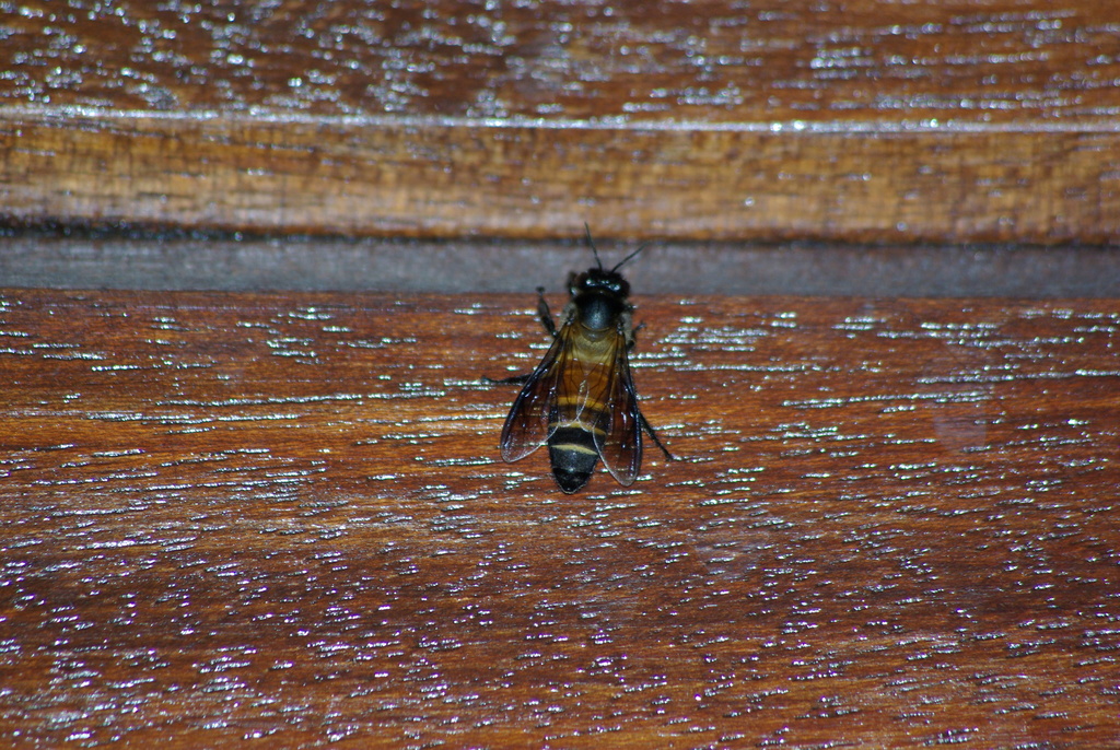 Giant Honey Bee from Laclubar, Timor-Leste on November 27, 2016 at 06: ...