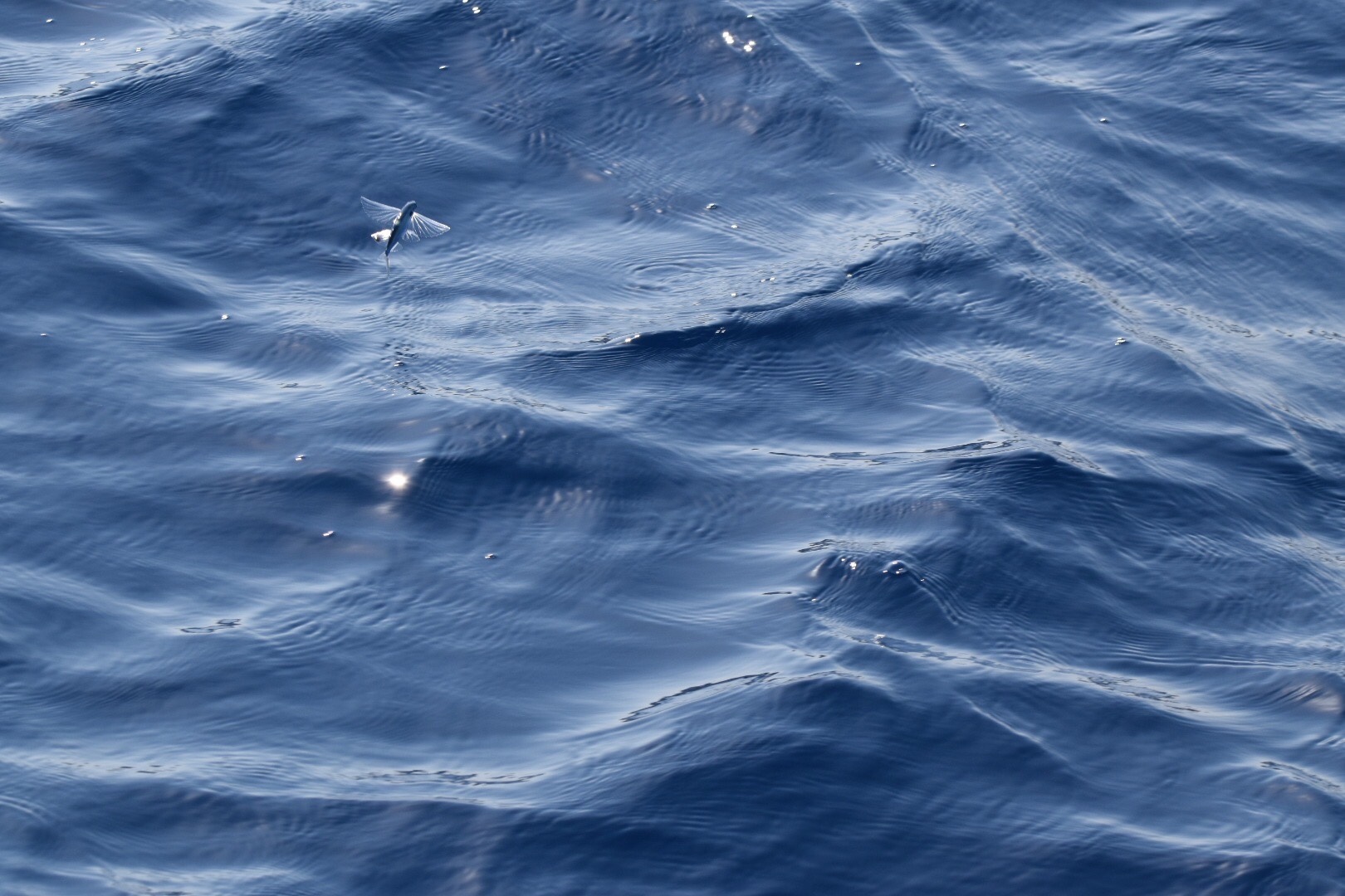 Cheilopogon heterurus (Rafinesque, 1810)