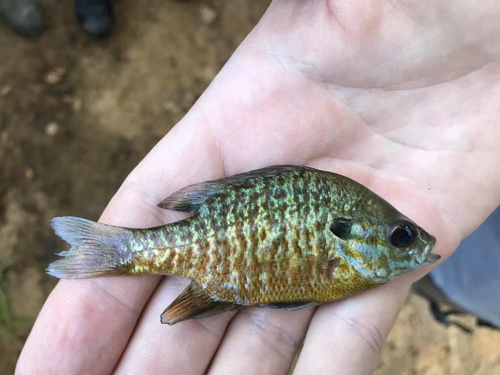 Common Sunfishes from Stephen F. Austin State University, Nacogdoches ...