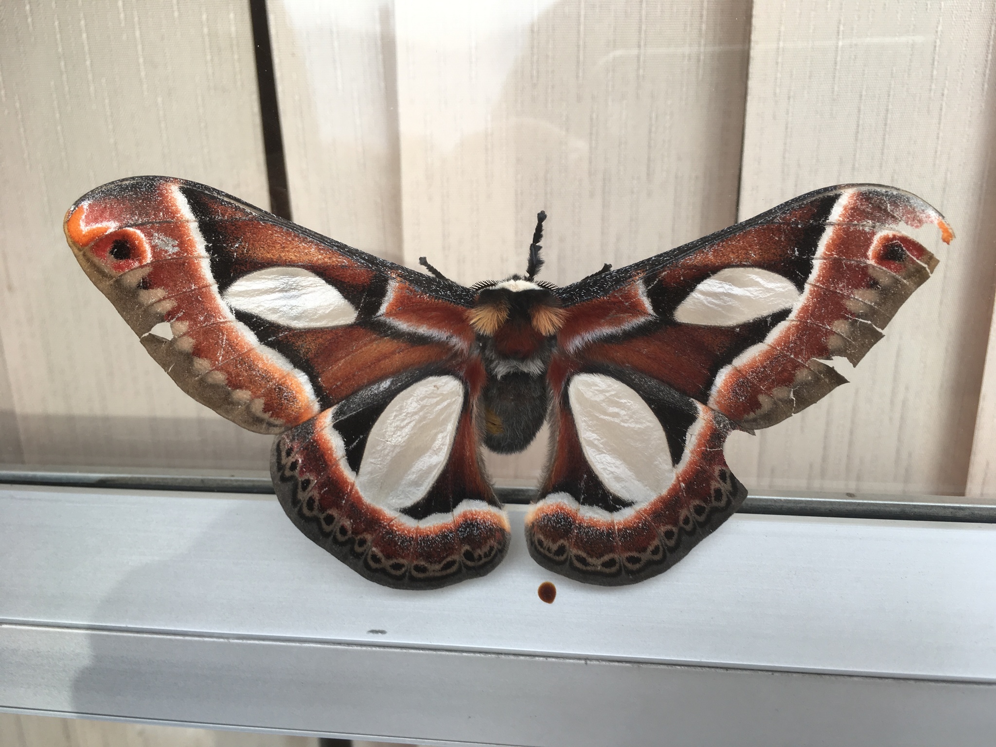 Rothschildia zacateca Westwood, 1854