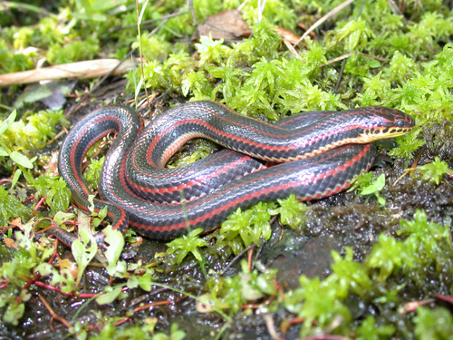 Rainbow Snake (Farancia erytrogramma erytrogramma) - Snakes and Lizards
