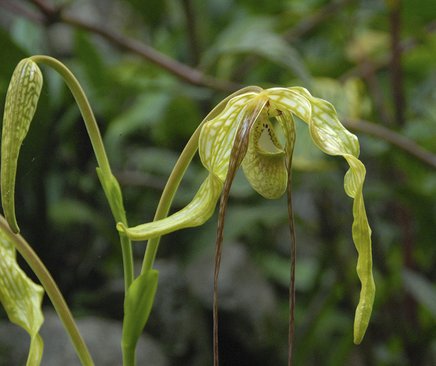 Phragmipedium caudatum (Lindl.) Rolfe
