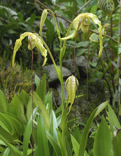 (Phragmipedium caudatum)