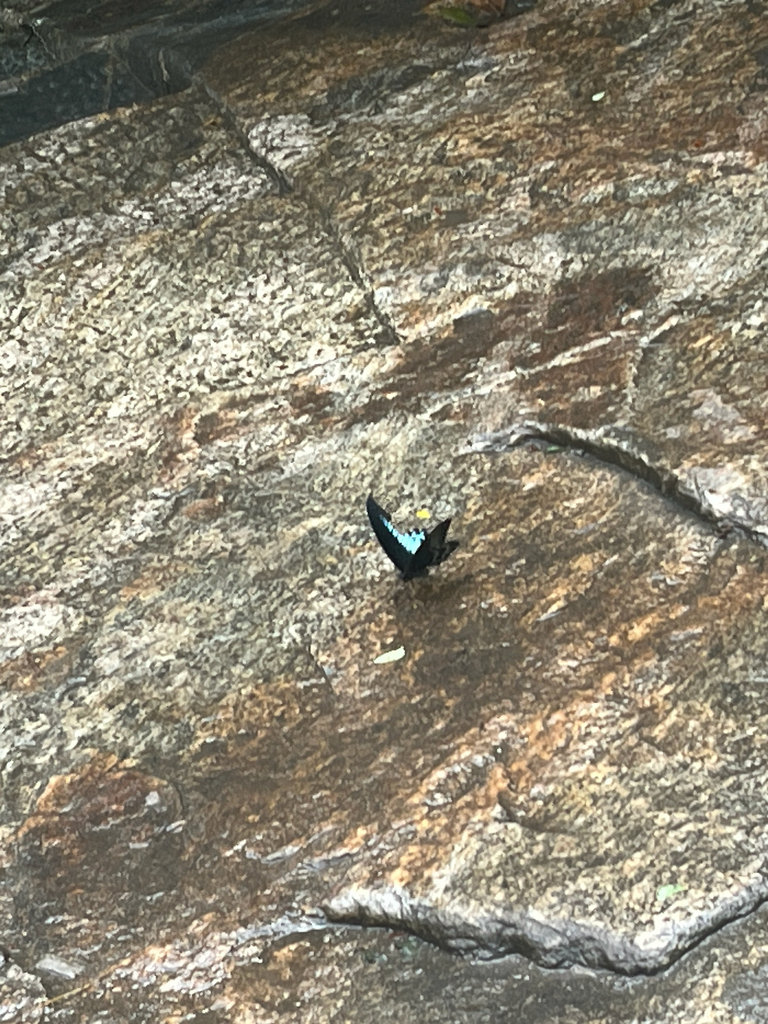 Indian Blue Mormon from Kalady Malayattoor Road, Coimbatore, Tamil Nadu ...
