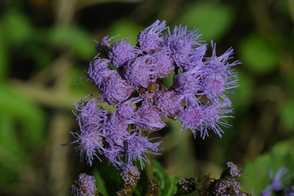 Blue Mistflower (MatBio: HERBS IN FRESHWATER HABITATS - Matanzas ...