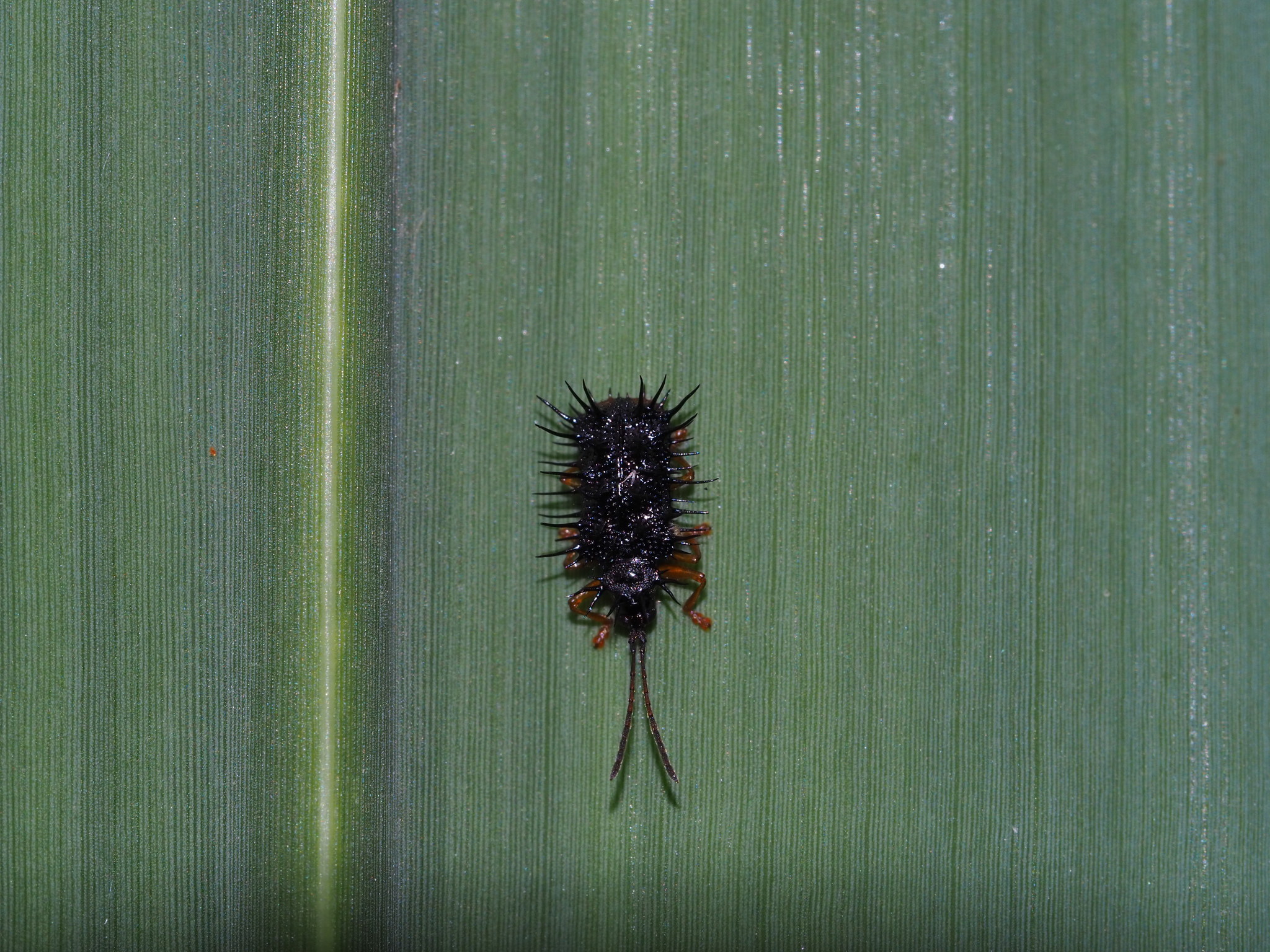 Dactylispa sauteri Uhmann, 1927