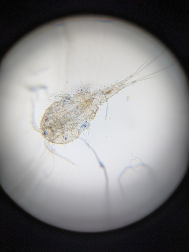 Microcyclops rubellus · iNaturalist