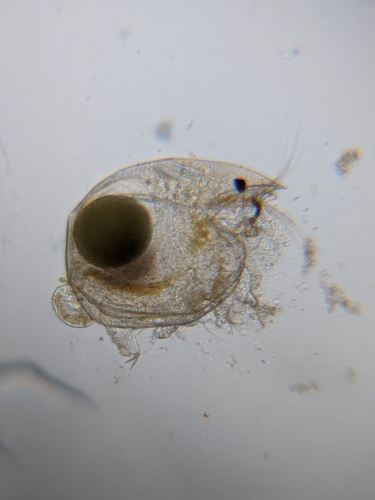 Genus Monospilus · iNaturalist