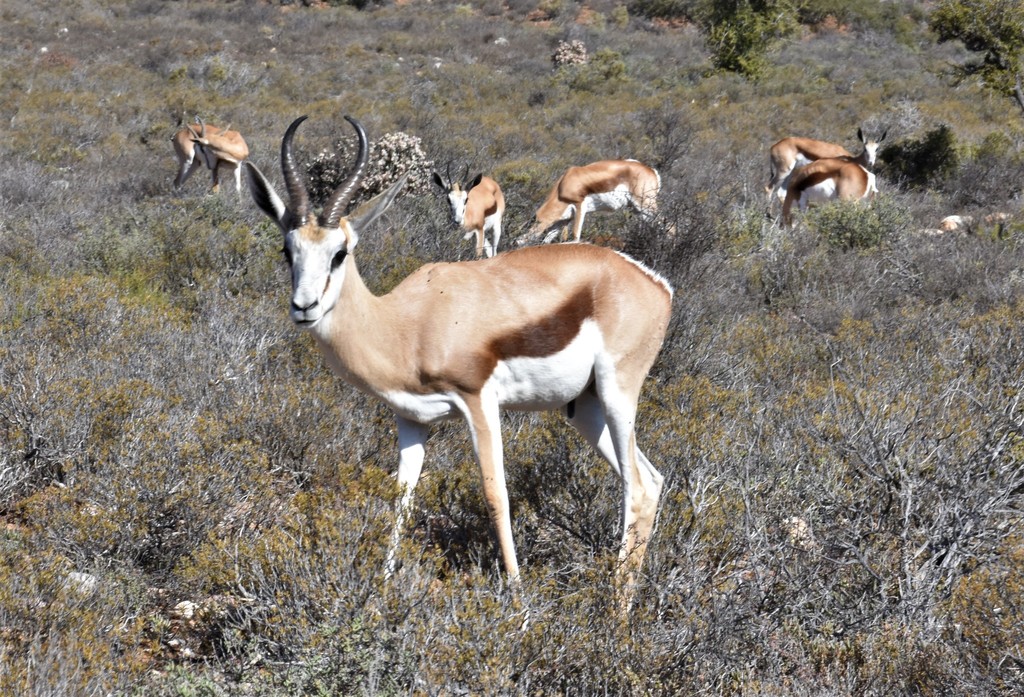 Springbok (Antidorcas marsupialis) - Know Your Mammals