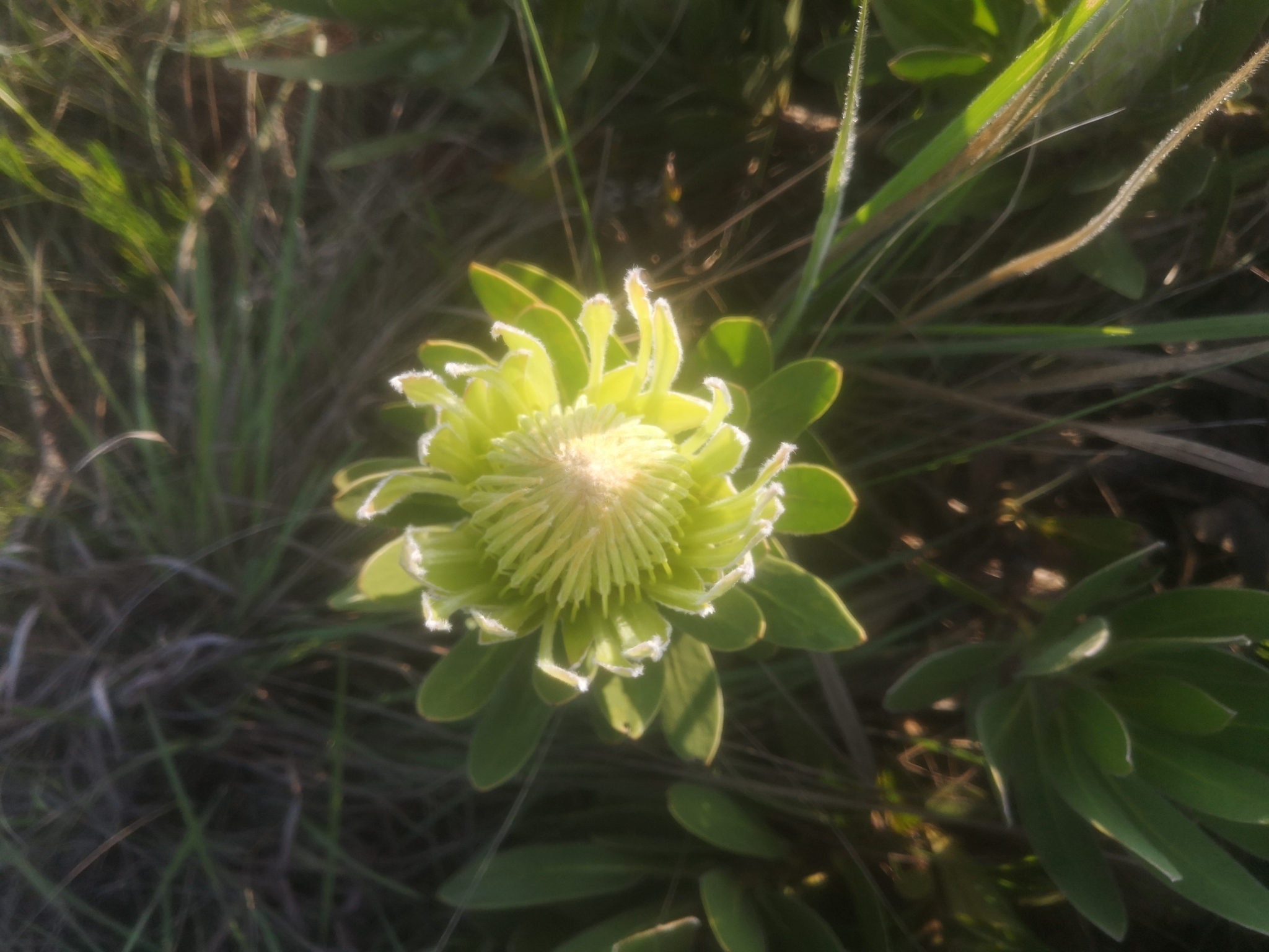 Protea roupelliae subsp. hamiltonii Beard ex Rourke