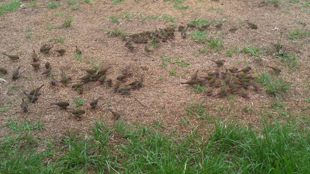 Red-browed Finch from Upper Tooloom NSW 2475, Australia on March 7 ...