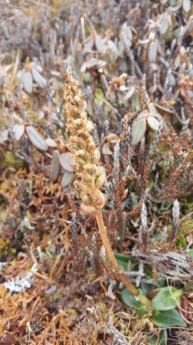 Goodyera fusca · iNaturalist