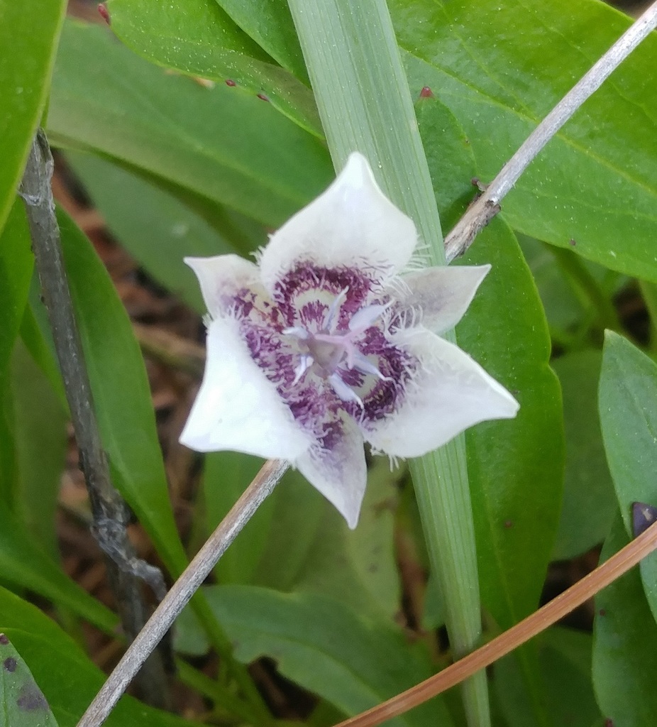 Calochortus elegans elegans in June 2018 by Walter Fertig · iNaturalist