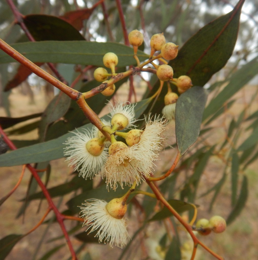 Yellow gum from Serviceton VIC 3420, Australia on November 15, 2019 at ...